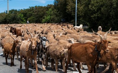 Rove Goat - Breed Profile - Goat Journal